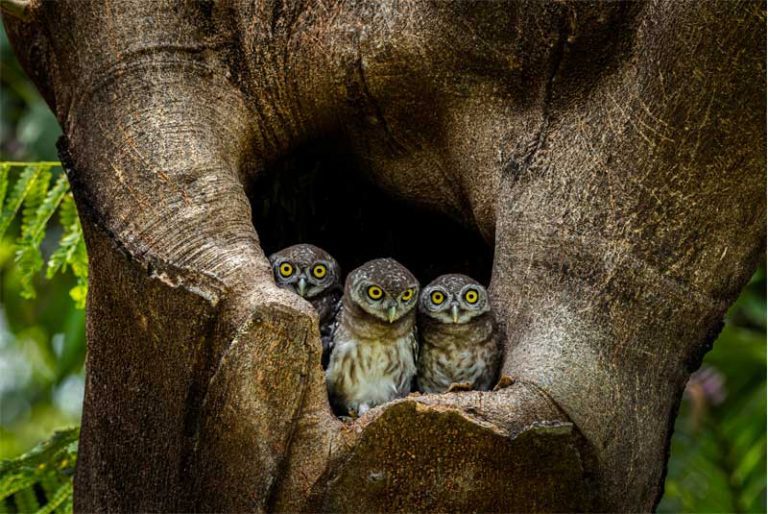 Más De 10 Curiosidades Sobre Los Búhos Que Seguro No Conocías - Agencia ...